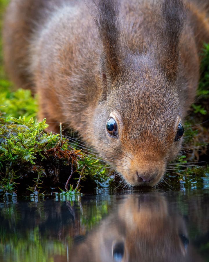 Squirrel Drinking Water from a Pond Stock Photo - Image of pond, fauna ...