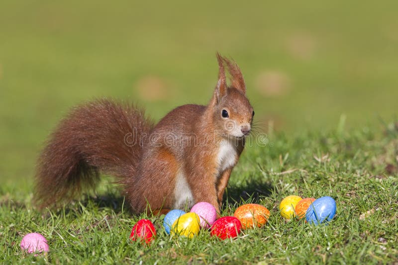 Squirrel with easter eggs stock image. Image of easter - 20246345