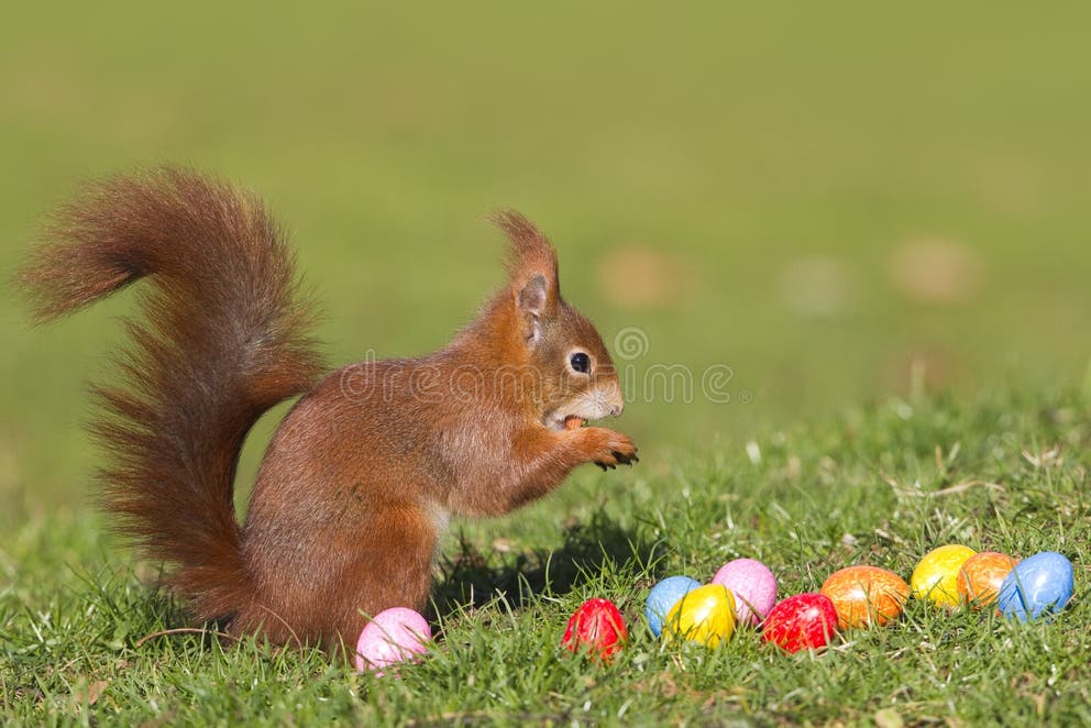 Squirrel with easter eggs stock image. Image of easter - 20246547