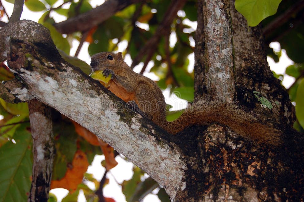 Squirrel eat mango stock image. Image of fast, pretty - 38733973