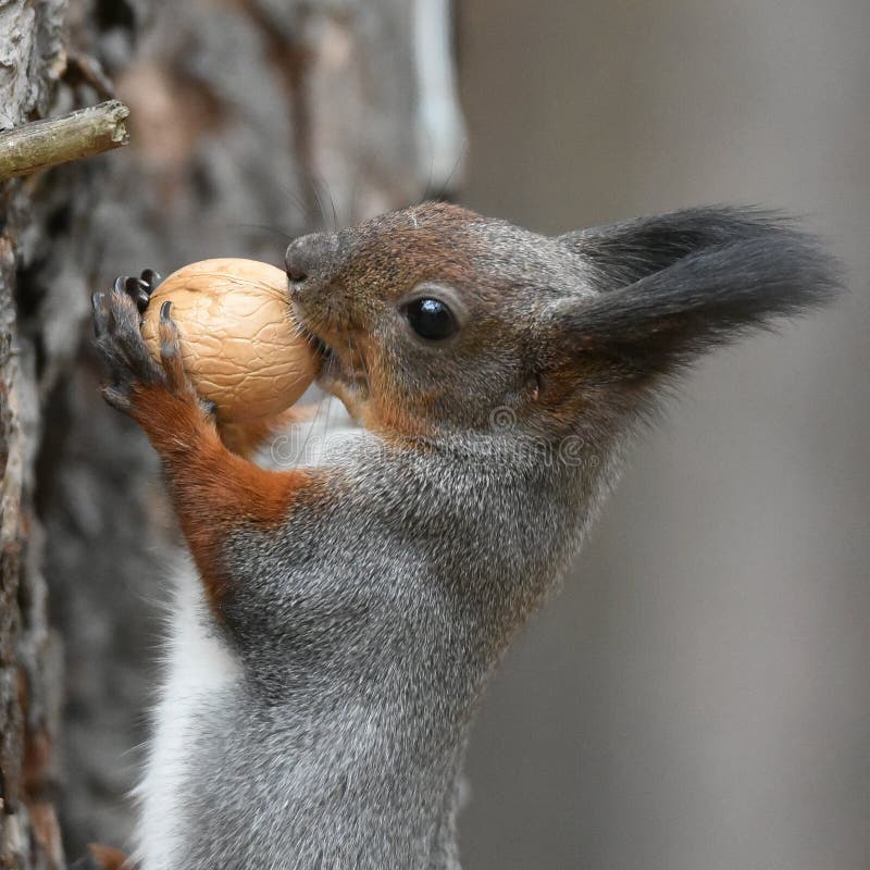 Squirrel Eat Nut on the Tree Stock Photo - Image of rodent, beak: 233176936