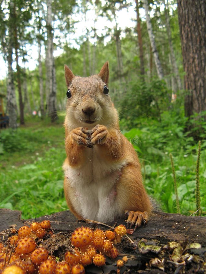 A squirrel eating stock photo. Image of squirel, meal - 1723366