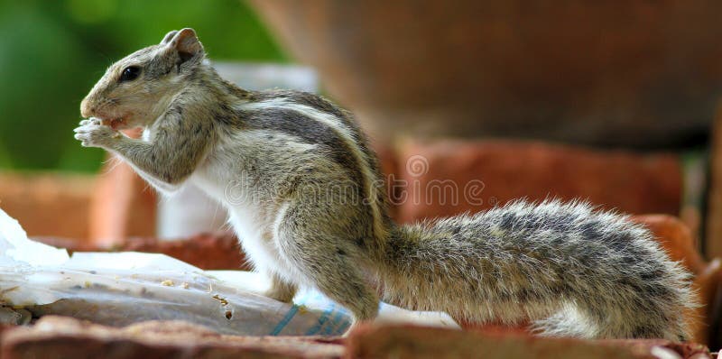 Squirrel eating stock photo. Image of wildlife, cute - 26017788