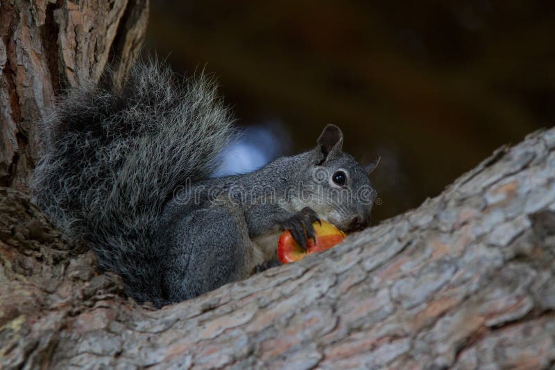 Squirrel Eating Apple stock image. Image of apple, wildlife - 42957377