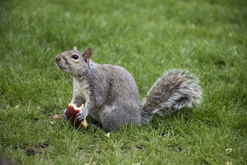 Squirrel eating an apple stock image. Image of yellow - 34697787