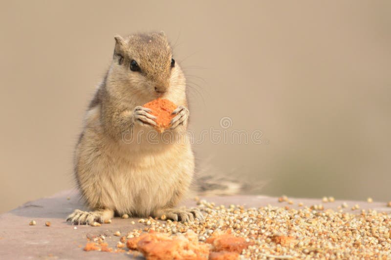 Squirrel eating biscuit. stock photo. Image of squirrel - 68531418