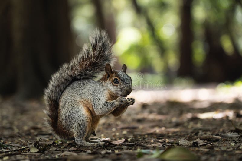 A Squirrel Eating in Chapultepec Park, Mexico City Stock Photo - Image ...
