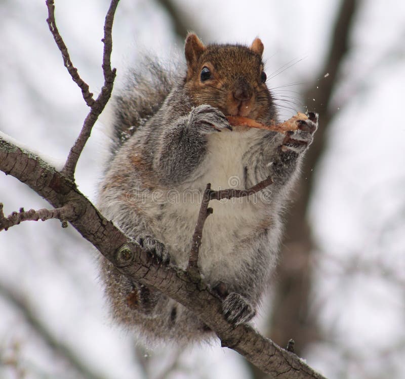 Squirrel stock image. Image of wing, squirreleating, chicken - 50721475