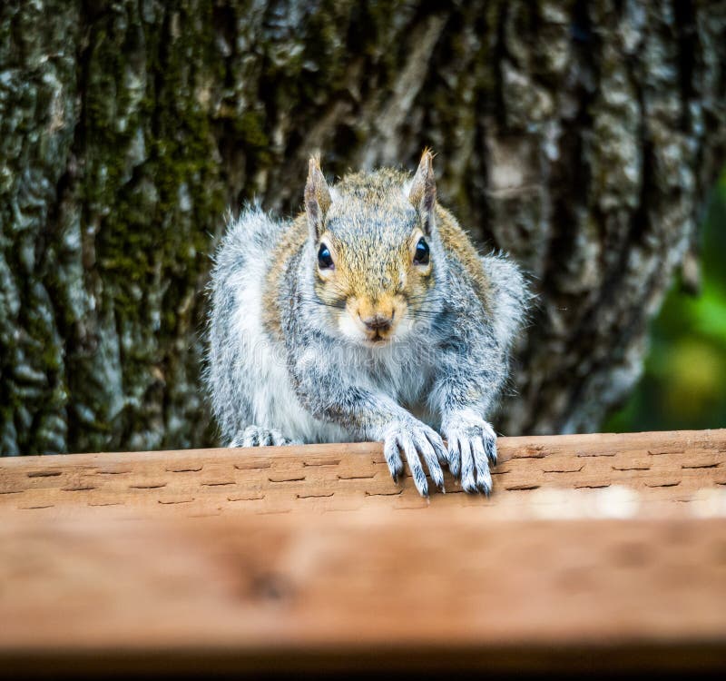 Squirrel Eating Food on Fence Post. Stock Image - Image of monkey ...