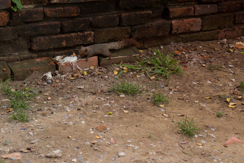 Starvedn Stock Photos - Free & Royalty-Free Stock Photos from Dreamstime