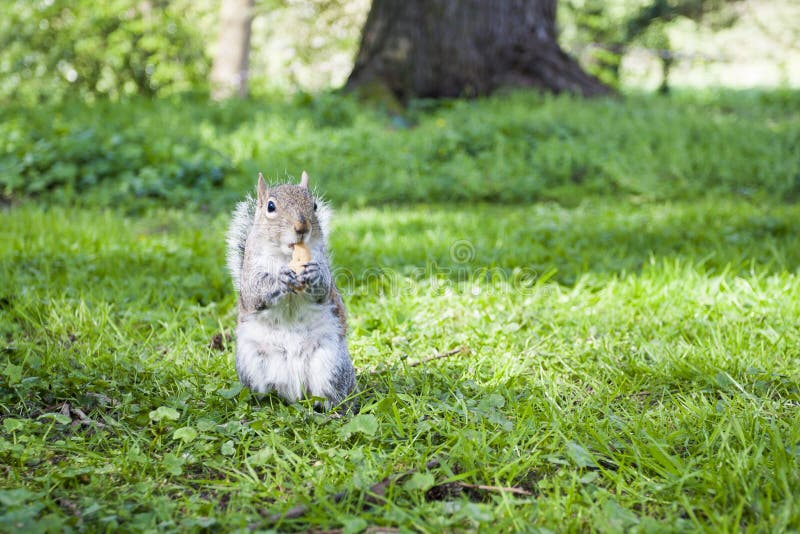 Squirrel Eating on the Grass Stock Image - Image of cookie, small: 44643445
