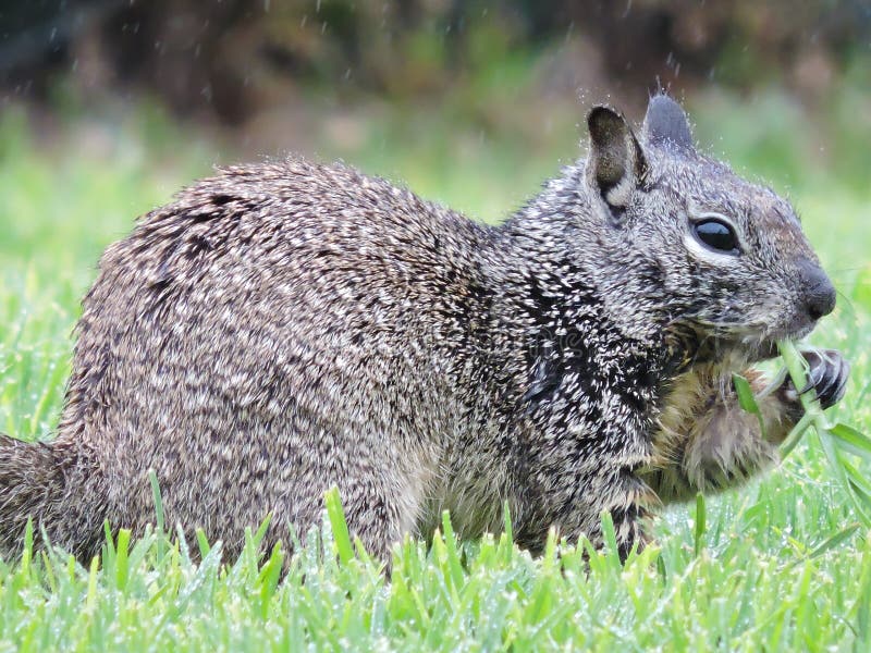 Squirrel Eating Grass while it`s Raining Stock Image - Image of eating ...