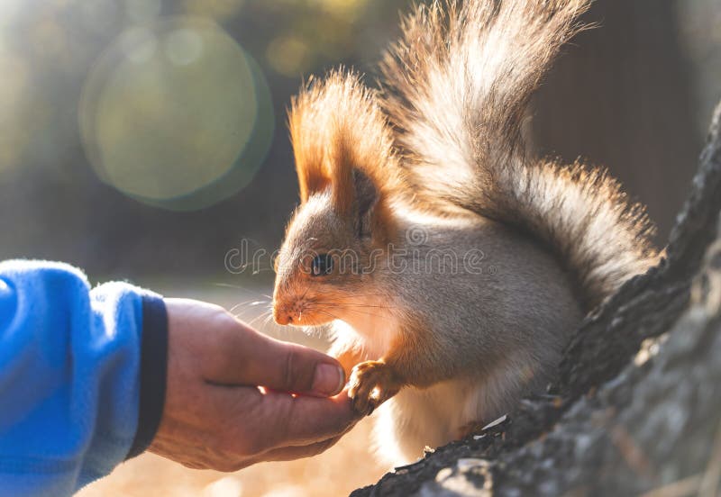 Squirrel Eating from the Hand Stock Photo - Image of portrait, mammal ...