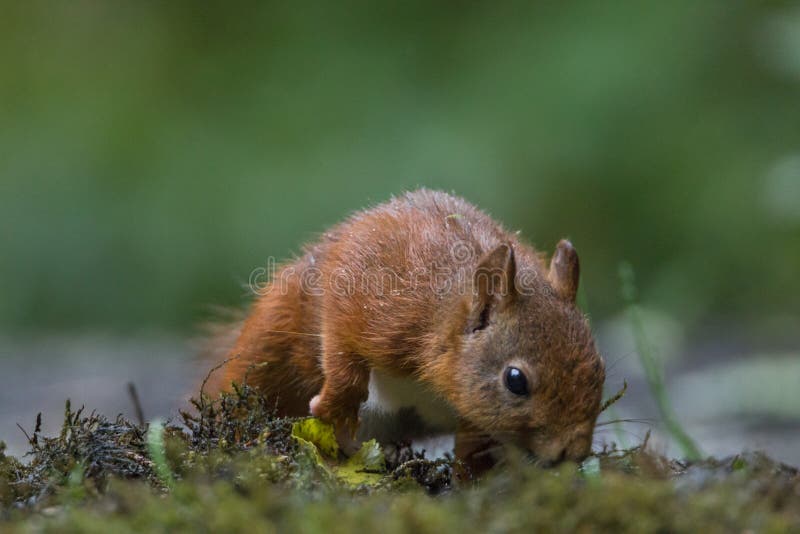 Squirrel stock photo. Image of curious, forest, lair - 58252138