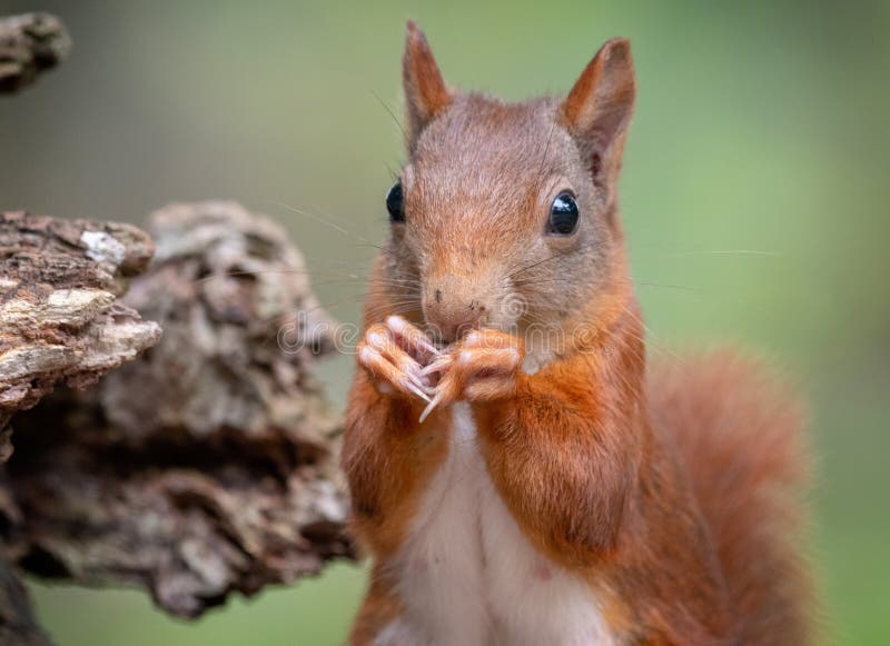 Squirrel Eating with His Very Sharp and Long Nails Stock Image - Image ...