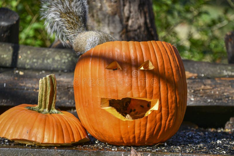 Squirrel Eating Inside of the Pumpkin Stock Image - Image of design ...