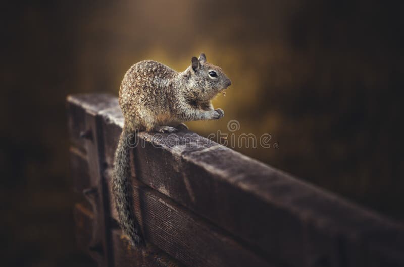 Squirrel Eating Its Dinner on the Back of a Bench Stock Image - Image ...