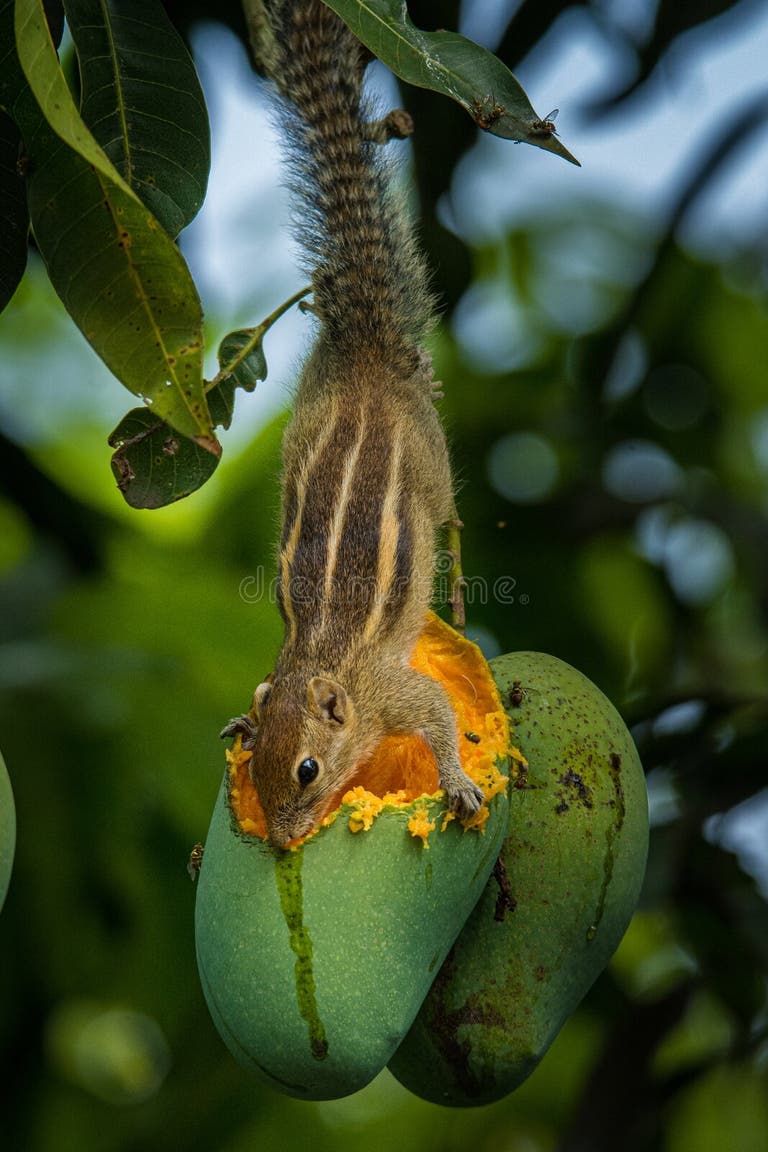 Squirrel Eat Mango Stock Photos - Free & Royalty-Free Stock Photos from ...