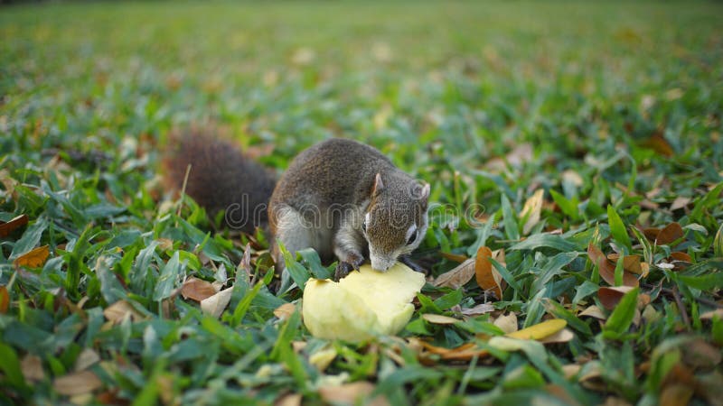 Squirrel Eating Mango stock photo. Image of foraging - 88032782
