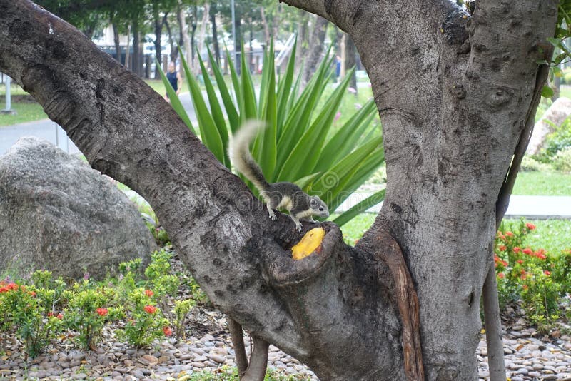 Squirrel Eating Mango Stock Photos - Free & Royalty-Free Stock Photos ...