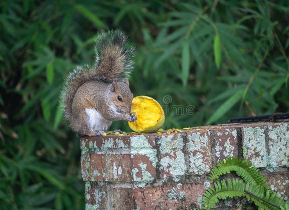Squirrel Eating a Mango stock photo. Image of green - 118104266
