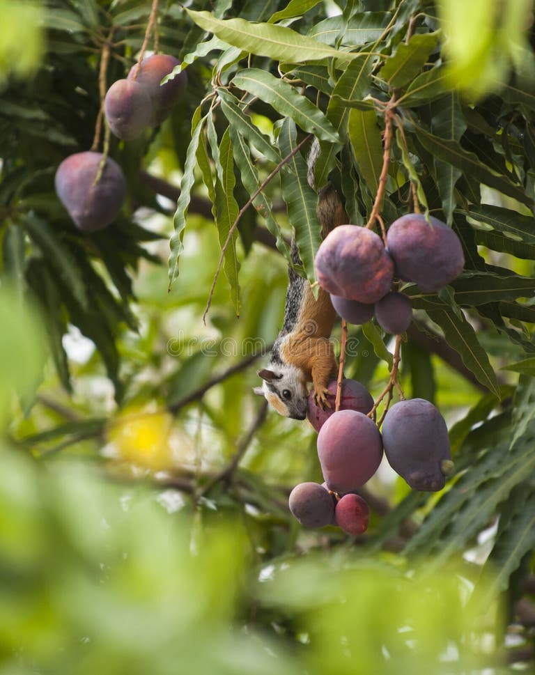 Squirrel Eat Mango Stock Photos - Free & Royalty-Free Stock Photos from ...