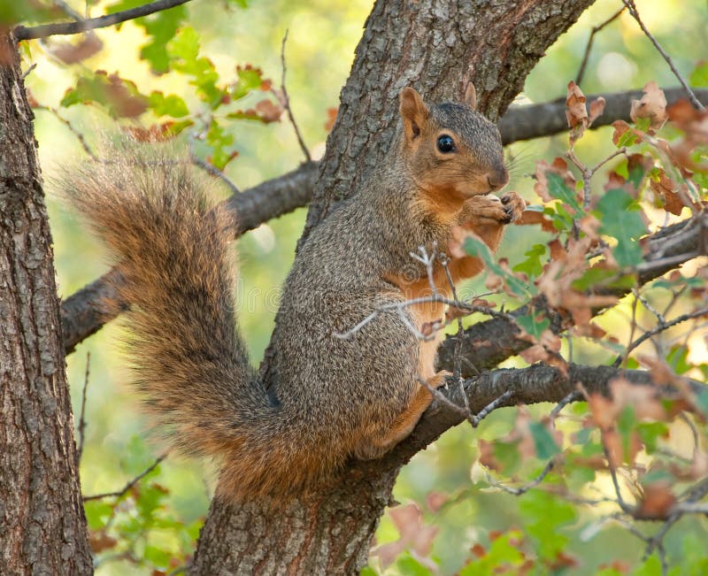Squirrel eating nut stock photo. Image of acorn, autumn - 11536146
