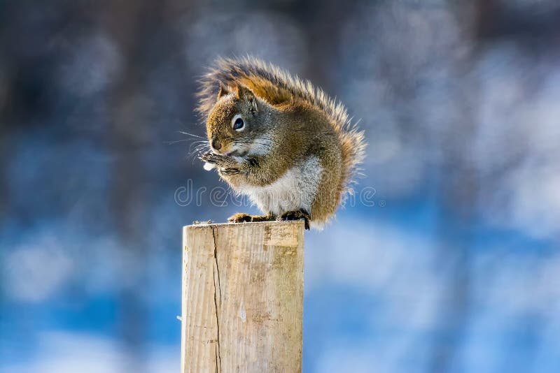 Squirrel eating nut stock image. Image of mouse, branch - 266706061