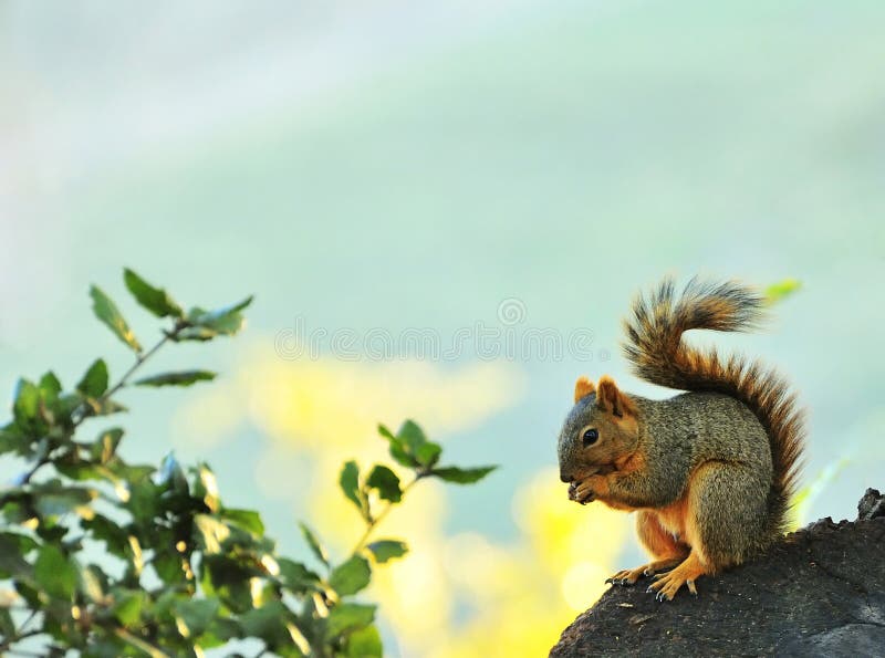 Ground Squirrel and Cloudscape Stock Image - Image of close, standing: 10262521