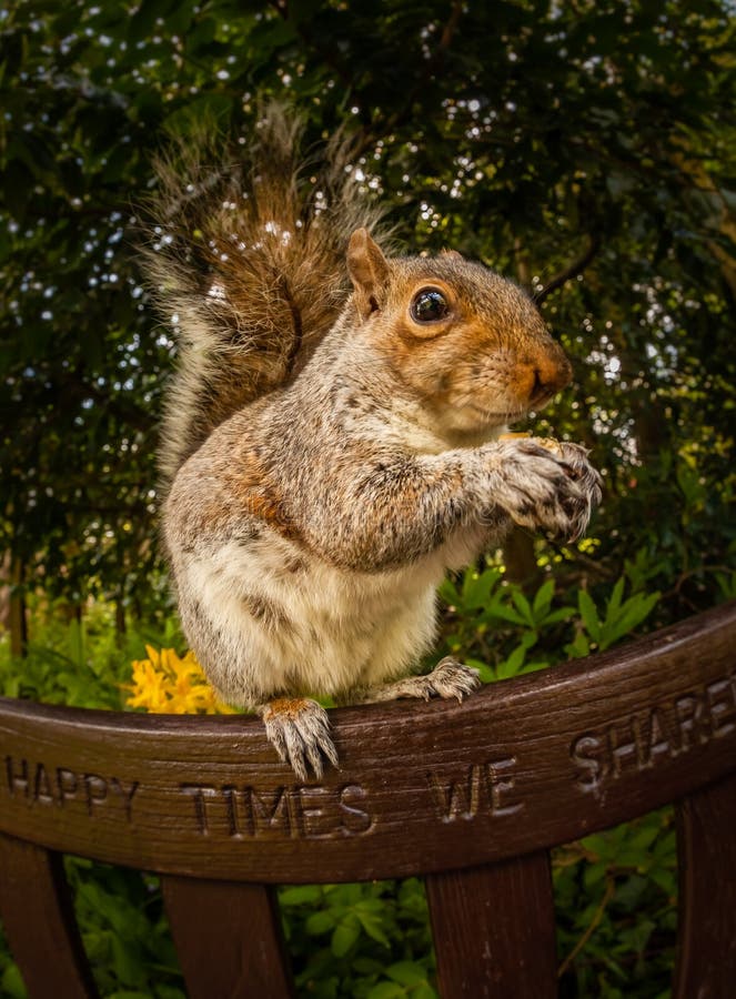 Squirrel eating nut stock photo. Image of bench, cute - 40963978