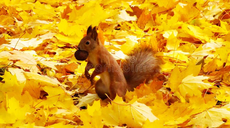 Squirrel Eating a Nut in the Fall Stock Image - Image of jungle, forest ...