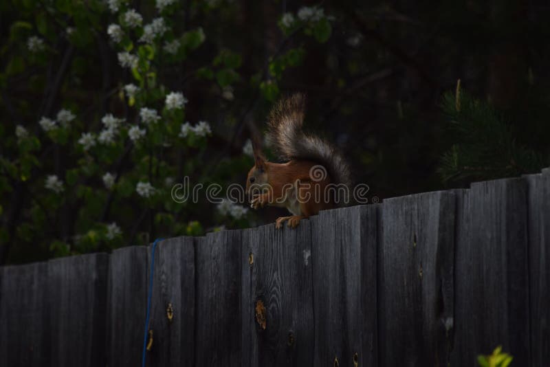 Squirrel Eating Nut on the Fence Stock Image - Image of funny, spring ...