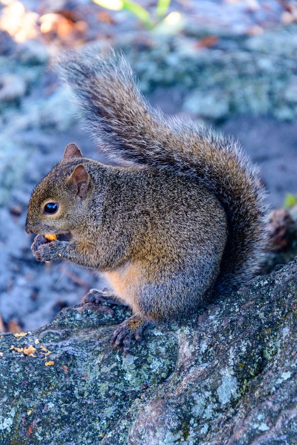 Squirrel on Tree Root Eating Stock Photo - Image of male, fauna: 113187654