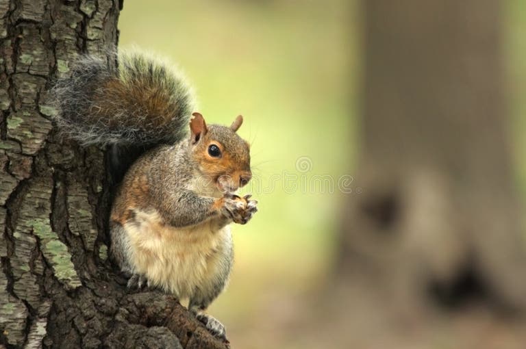 690 Nuts Hairy Stock Photos - Free & Royalty-Free Stock Photos from ...