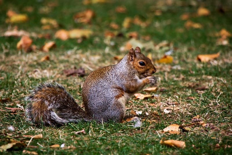 Squirrel eating nuts stock image. Image of grey, green - 11805719