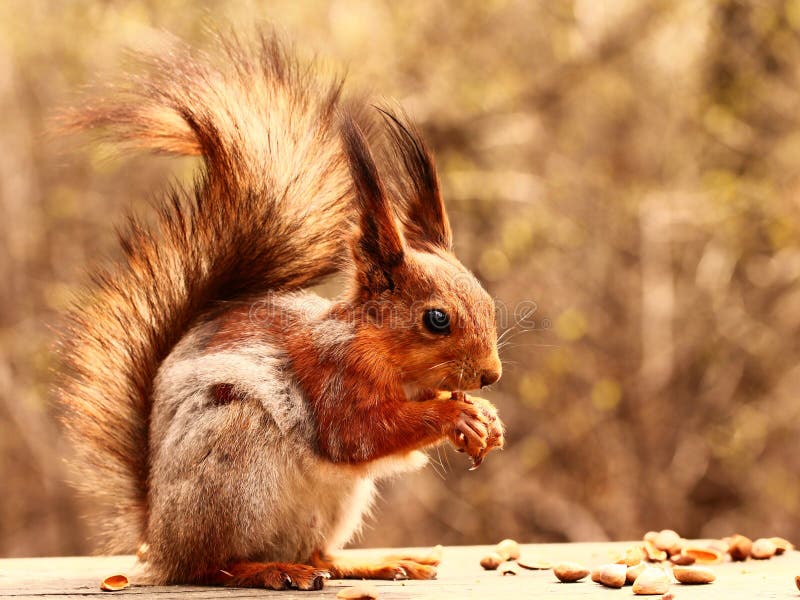 Squirrel Eating Nuts on the Bench Stock Image - Image of bench, healthy ...
