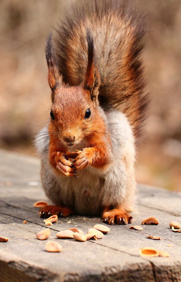 Squirrel Eating Nuts on the Bench Stock Photo - Image of forest ...