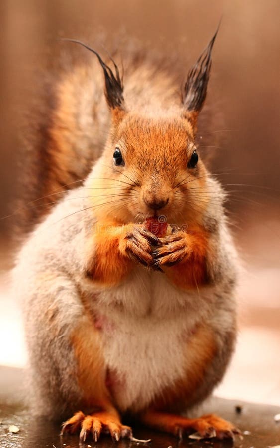 Squirrel Eating Nuts on the Bench Stock Image - Image of daylight ...