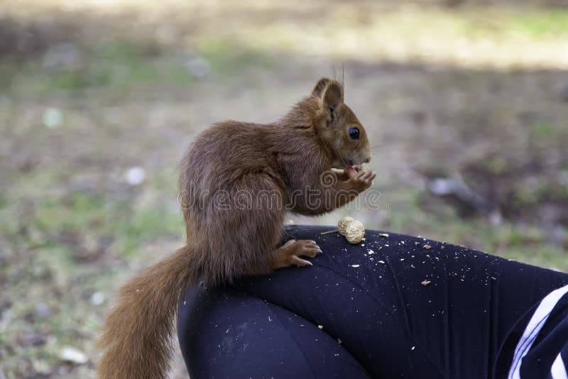 Squirrel eating nuts stock image. Image of mammal, habitat - 220183501