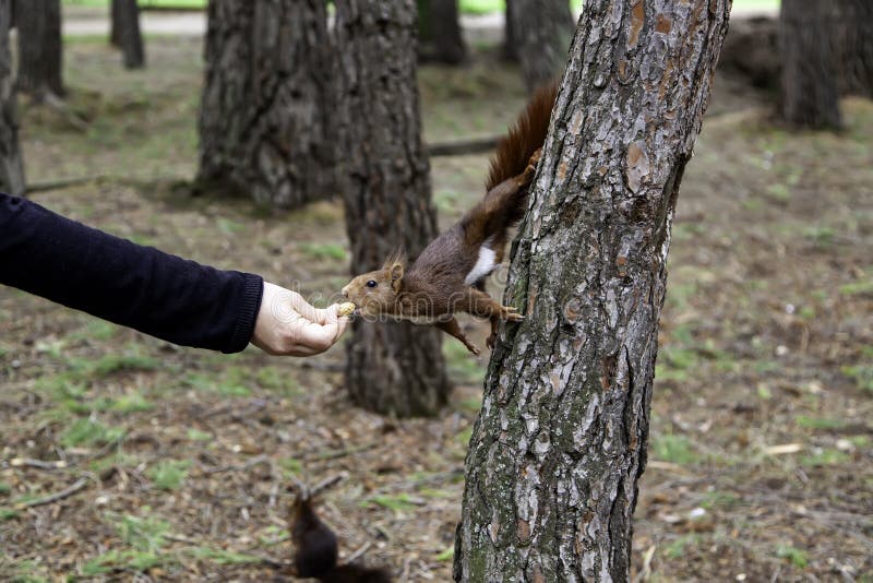 Squirrel eating nuts stock image. Image of forest, habitat - 222109081