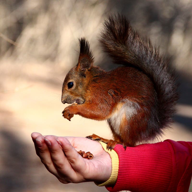 Squirrel stock photo. Image of feeding, hand, eating - 41037676