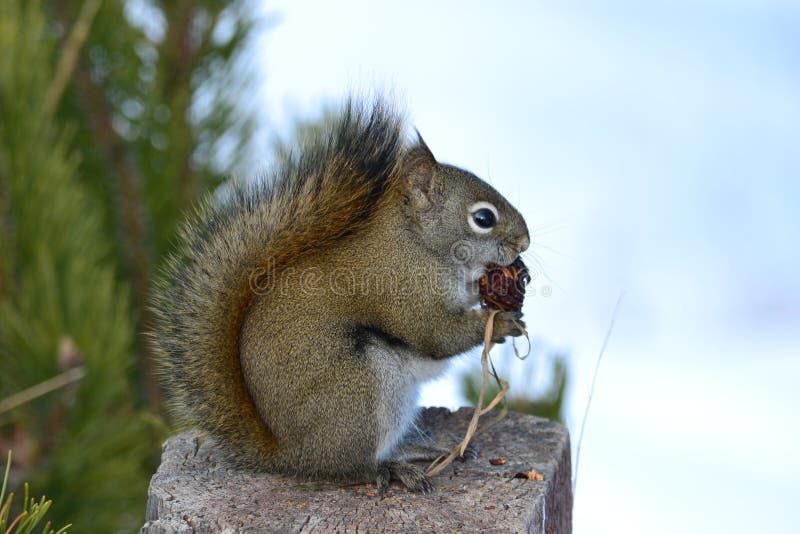 Squirrel eating nuts stock image. Image of post, nature - 29850337