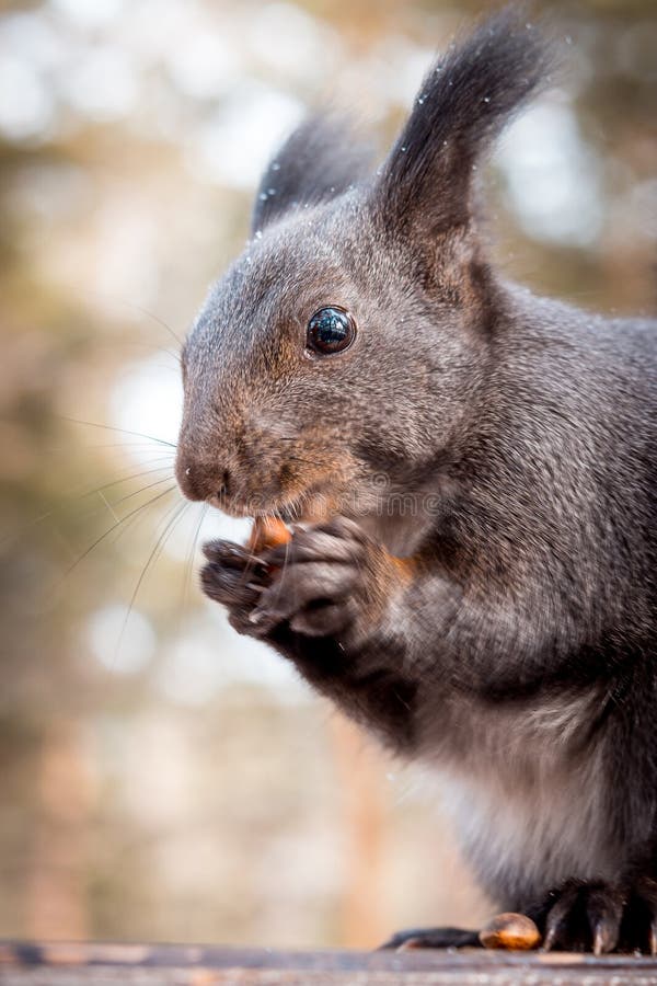 Squirrel eating nuts. stock photo. Image of life, outdoor - 79722598