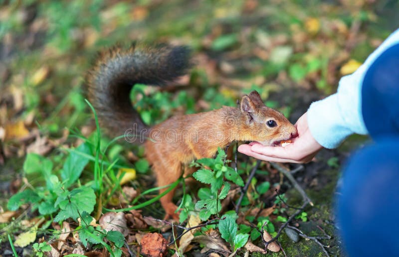Squirrel Eating Nuts From Human Hand. Squirrel And Human Stock Photo ...