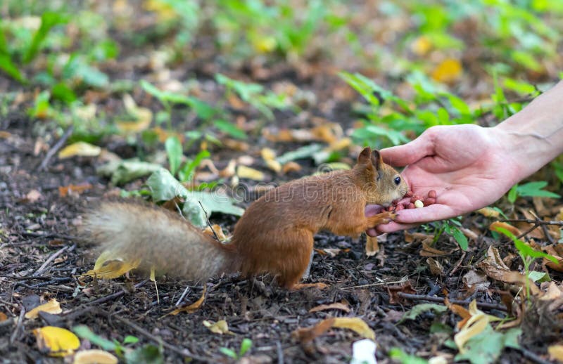 Squirrel Eating Nuts from Human Hand. Squirrel and Human Stock Photo ...
