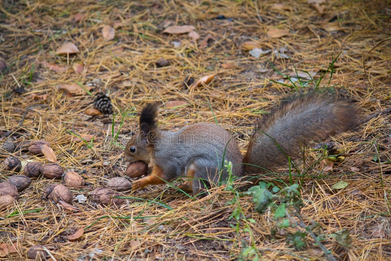 Squirrel Eating Nuts in the Park Stock Image - Image of grass, autumn ...