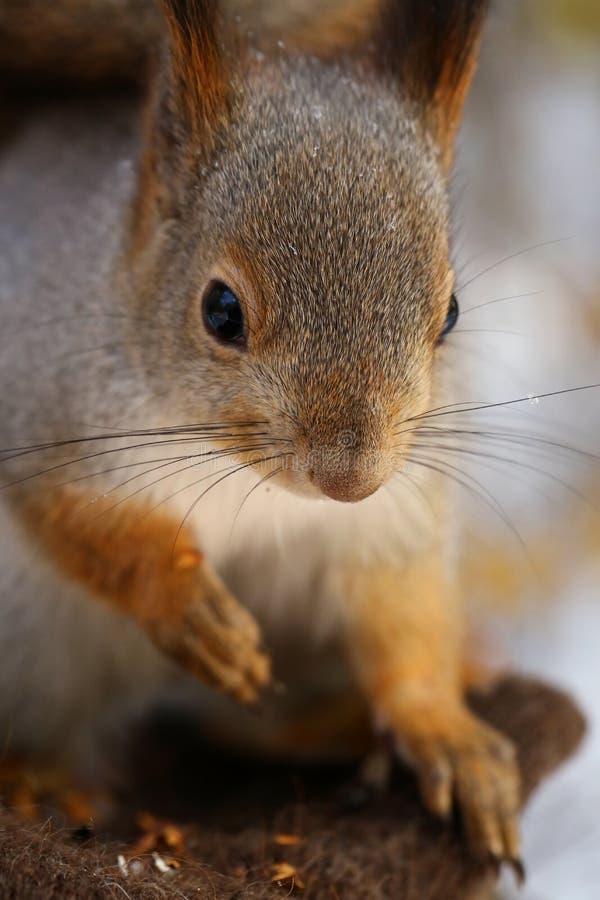 Squirrel eating nuts stock image. Image of eating, park - 138190571