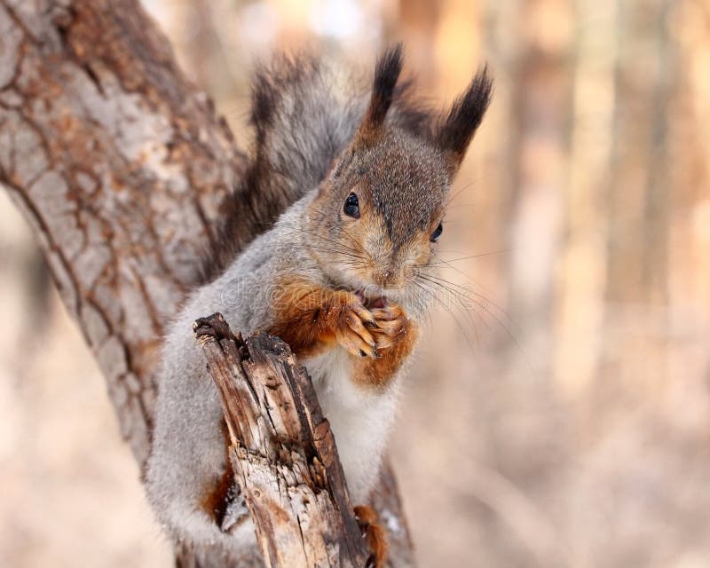 Squirrel eating nuts stock image. Image of frightened - 90017903
