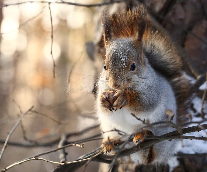 Squirrel Eating Nuts on a Tree Stock Photo - Image of brown, curious ...
