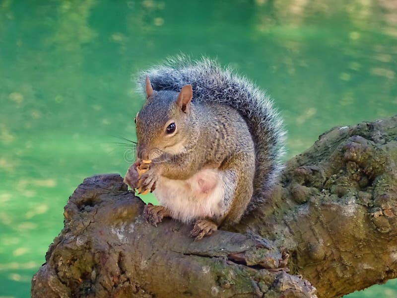 Rolled Up Tail of a Panther Chameleon Furcifer Pardalis Stock Photo ...
